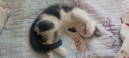 Котенок в хорошие руки