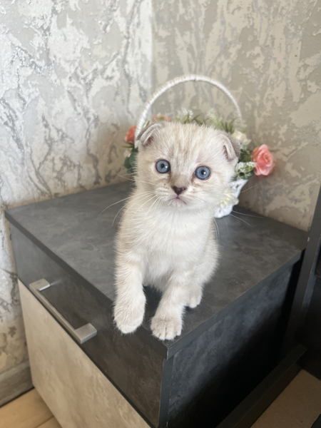 Продаются плродистые котята Скоттиш фолд мальчик и девочка 2 месяца