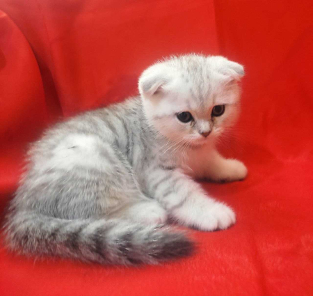 Продается шотландский вислоухий скоттиш фолд