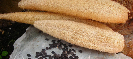 Мочалка Люффа экологически чистый продукт