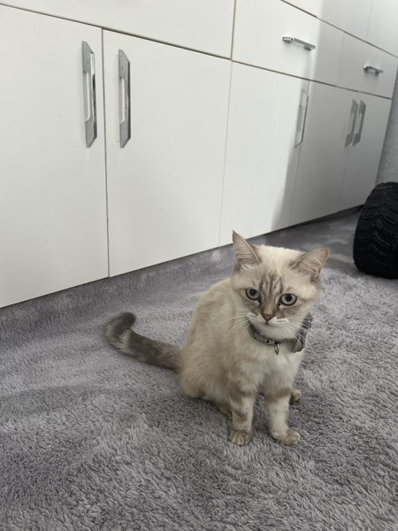 Sotiladi Skotish stray