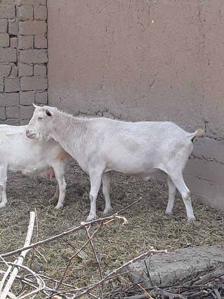 Toza zanin taka sotiladi