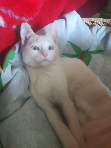 Котенок белый с голубыми глазами