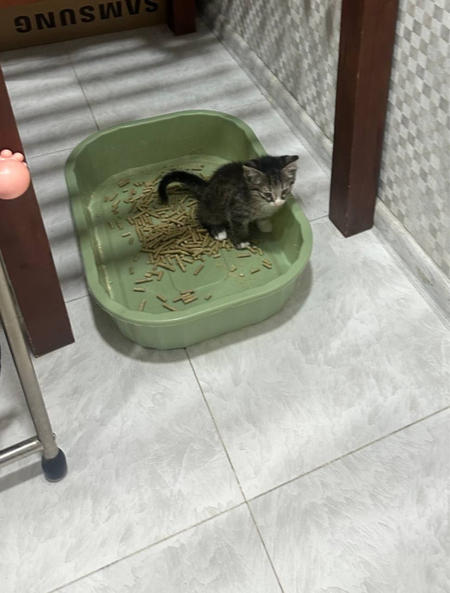 Продается серенький Сиямкий котенок