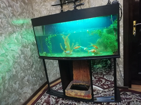 Akvarium baliqlari bilan