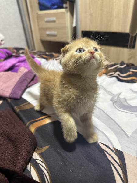 Скотиш фолд 45 дней