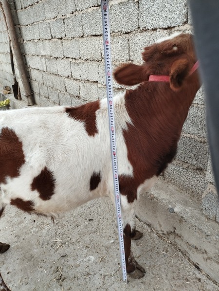 Sotiladi buqacha 6.5 mln