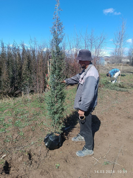 Yam-yashil koʻchatlar bor narhi kelishimiz