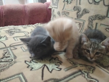 Продаются котята