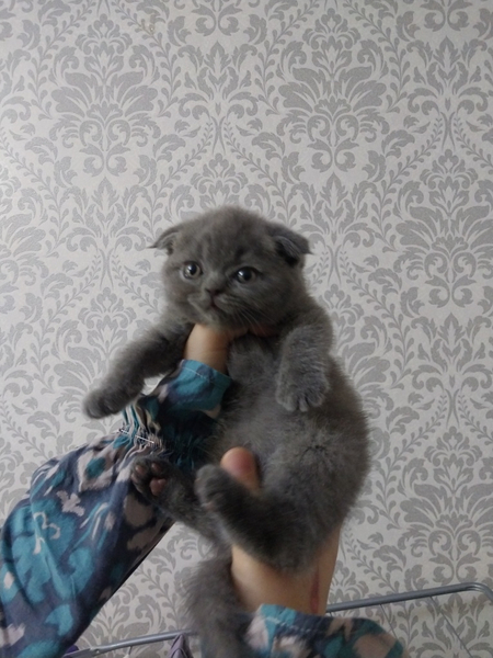 Продаётся кошка скотиш фолд