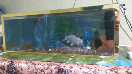Akvarium sotiladi 40x40 1 metir 80letir kelshamiz