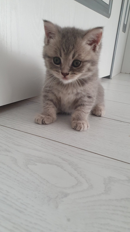 Британские котята