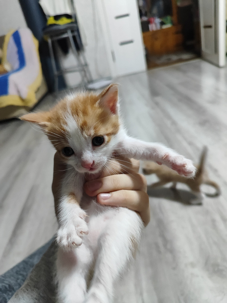 Котята Скотиш Фолд и Страйт