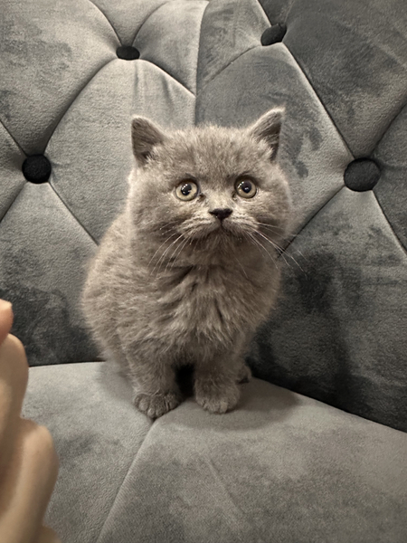 Скотиш страйт