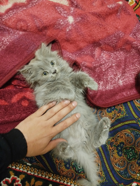 soglom va juda uyinqaroq
