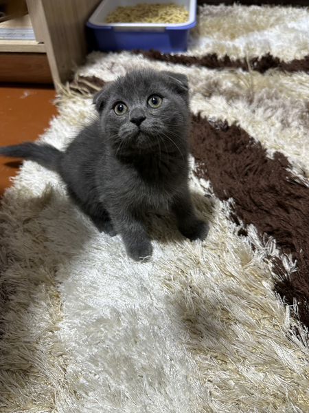 Скотиш фолд мальчик