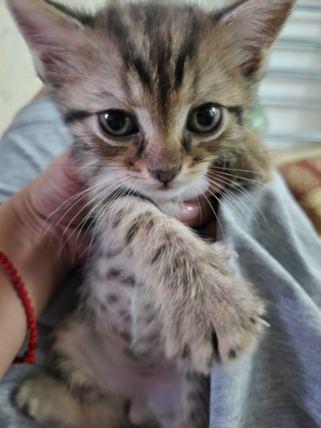 Отдам домашних котят в хорошие руки