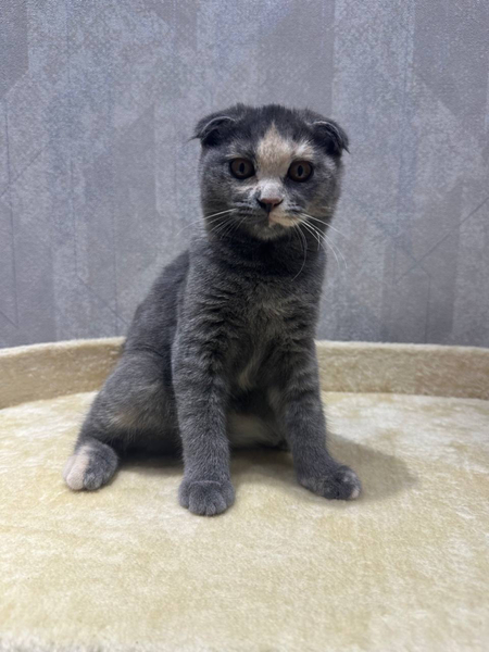 милые котят