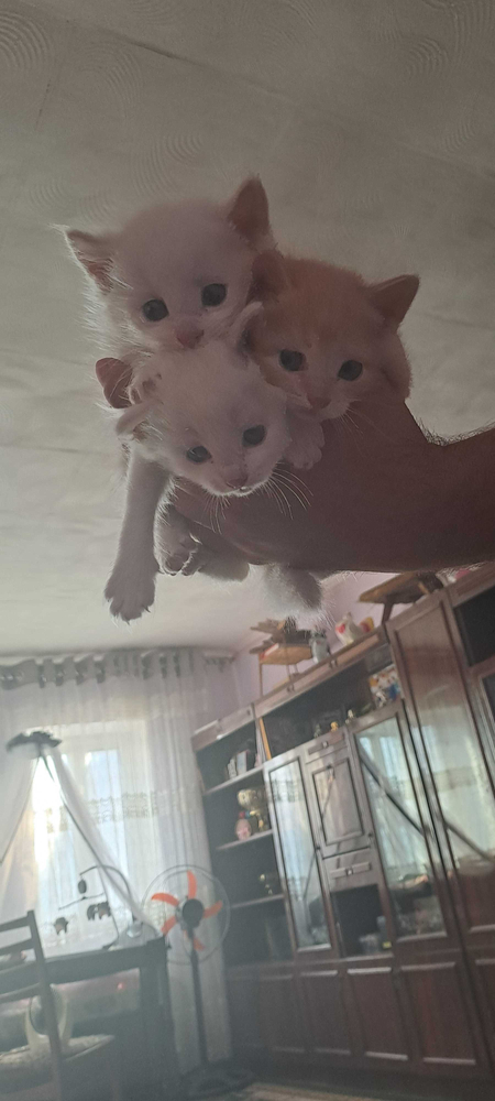 Милые котята обычной породы
