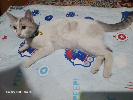 Анатолиская кошка Anadolu mushugi