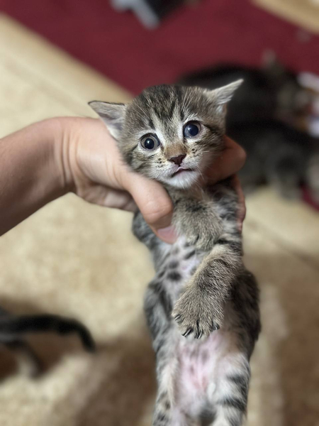 Домашние котята на хорошие руки