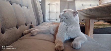 Scottish fold qiz