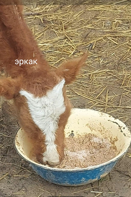 Бузок срочна эркак 1 та соглом