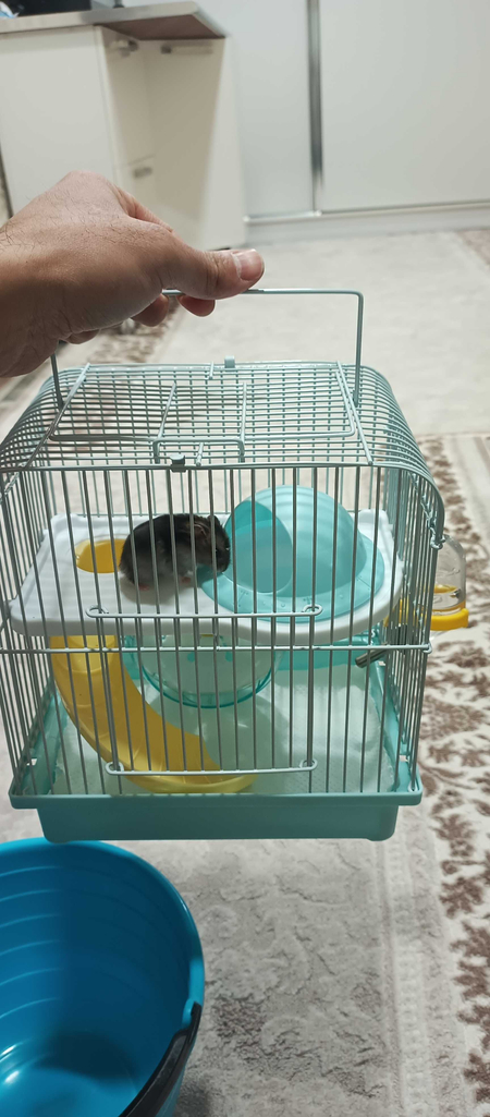 Продам бенгальский джунгалик. клэтка, опилки и корм в комплекте.