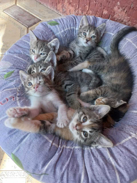 Котята 2 месячные