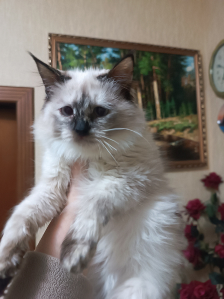 Балинизийкий котёнок!