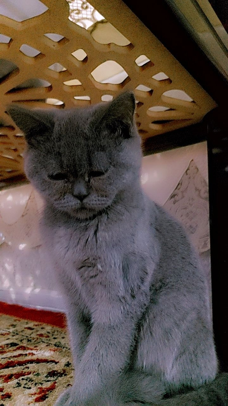British shorthair cat