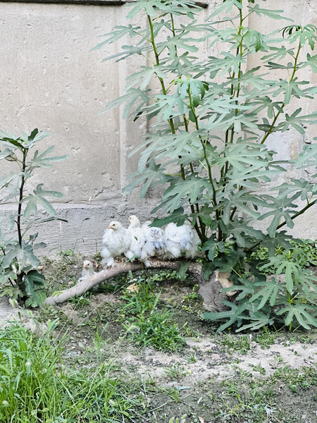 Svetliy Brama katta-kichik jo’jalari sotiladi!Narxini kelishamiz.