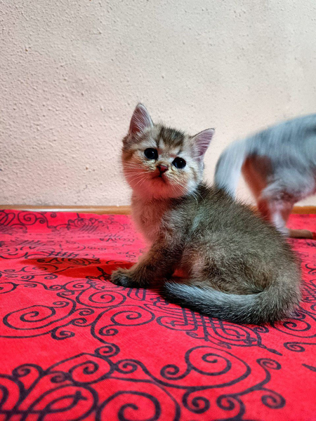 Продаетсья котёнок золотистая шиншилла, golden chinchilla
