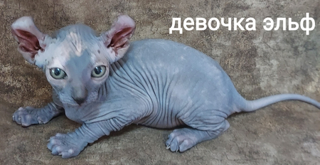 Канадские сфинксы