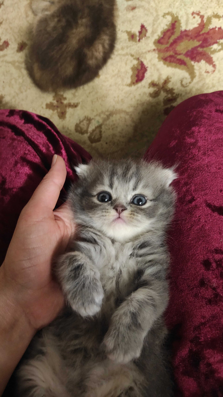 Котенок шотландский вислоухий