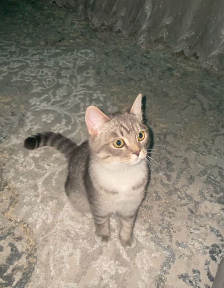 Скотиш страйт