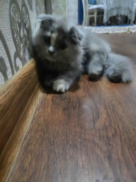 Продаются котёнки фолд