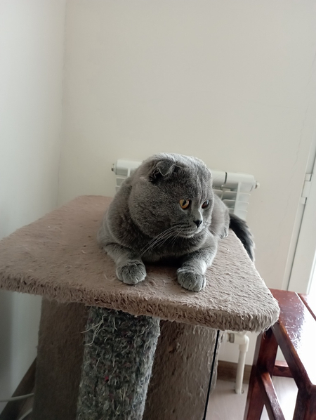 Скотиш фолд эркак мушук