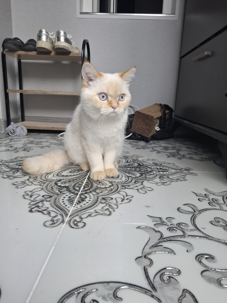Продаётся  скотиш страйт шиншила