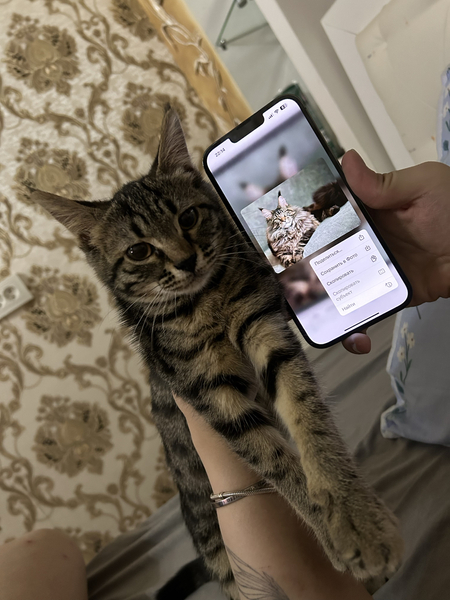 Срочно пристраивается в добрые руки
