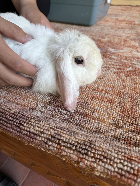 Karlik quyon sotaman 2ta