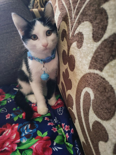 Домашняя кошечка