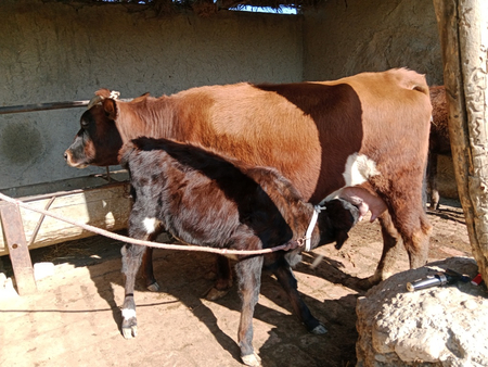Ona bola sigir sotiladi yeb ichishi zoʻr parodali 2chi qorin
