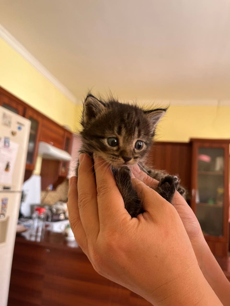 Отдам котят в добрые руки