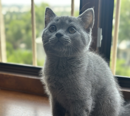 Чистокровные котята.