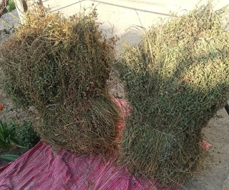 Yam yashil beda guli oʻziga turipti