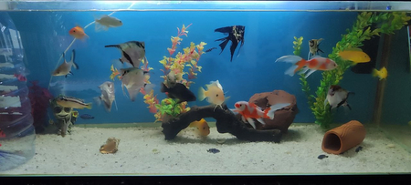 Akvarium mirniy baliqlari sotiladi