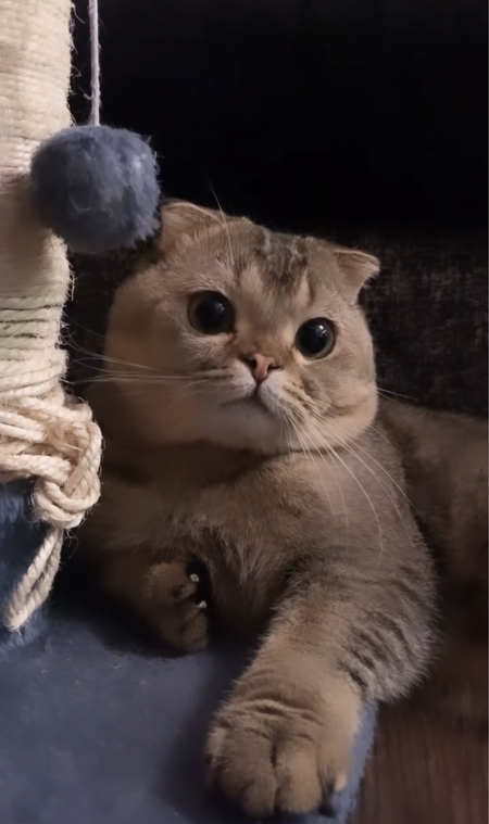 котенок шотландская шиншиллочка