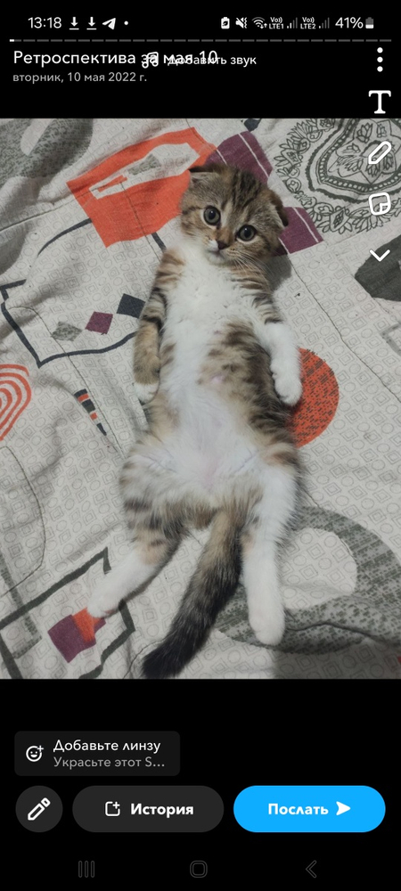 Кошка вязка Обмен