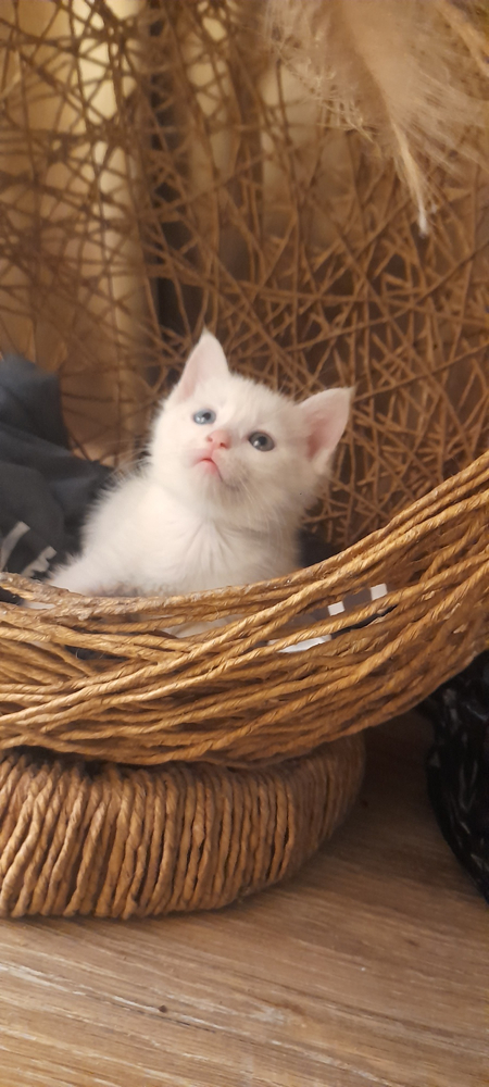 Срочно продаются котята